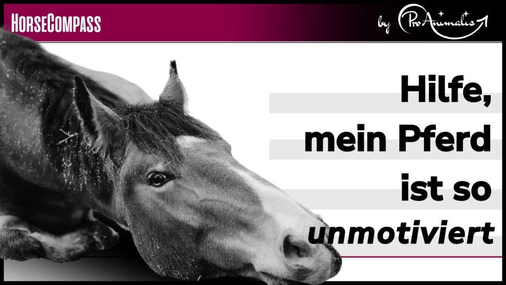 Hilfe, mein Pferd ist sooo unmotiviert - HorseCompass